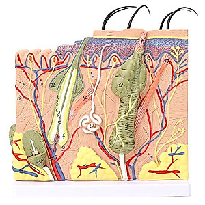 50X Skin Model Biology Education Laboratory Model Skin Model Skin Magnified Model Laboratory Skin Model for Teaching