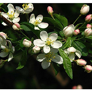 Malus sargentii (Sargent's Crabapple) Tree Seed, Fragrant White Flowers, Small, Dark red, Persistent Fruits, You Choose The Quantity (1 Pack)