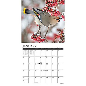 Backyard Birds 2021 Wall Calendar