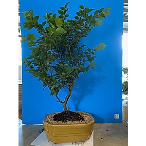 Flowering Jaboticaba Real Bonsai Tree - Eugenia Cauliflora Large 15inch-16inch Tall 23 Years Easiest to Care with Rectangle Container Indoor Plant, Old, 15 16inchTall (c1266)