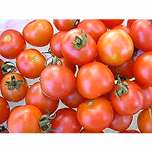 Tomato, Sweet Large Cherry Tomato Seeds, Heirloom,20 Seeds, Tasty, Great for Salads