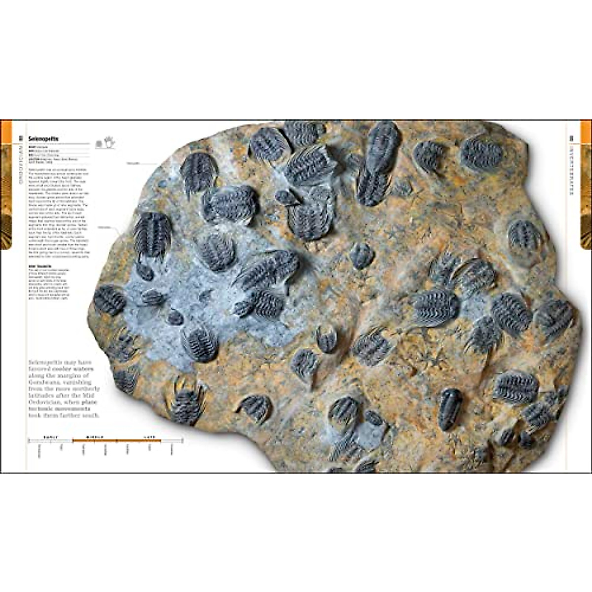 Dinosaurs and Prehistoric Life: The Definitive Visual Guide to Prehistoric Animals (DK Definitive Visual Encyclopedias)