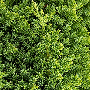 Dwarf Japanese Garden Juniper | 15 Live 4 Inch Pots | Juniperus Procumbens Nana | Drought Tolerant Evergreen Groundcover | Great Plants for Bonsai
