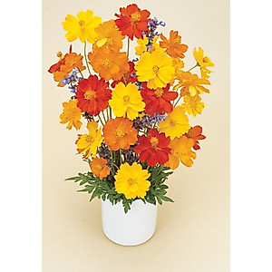 Burpee Bright Lights Mixed Colors Cosmos Seeds 300 seeds