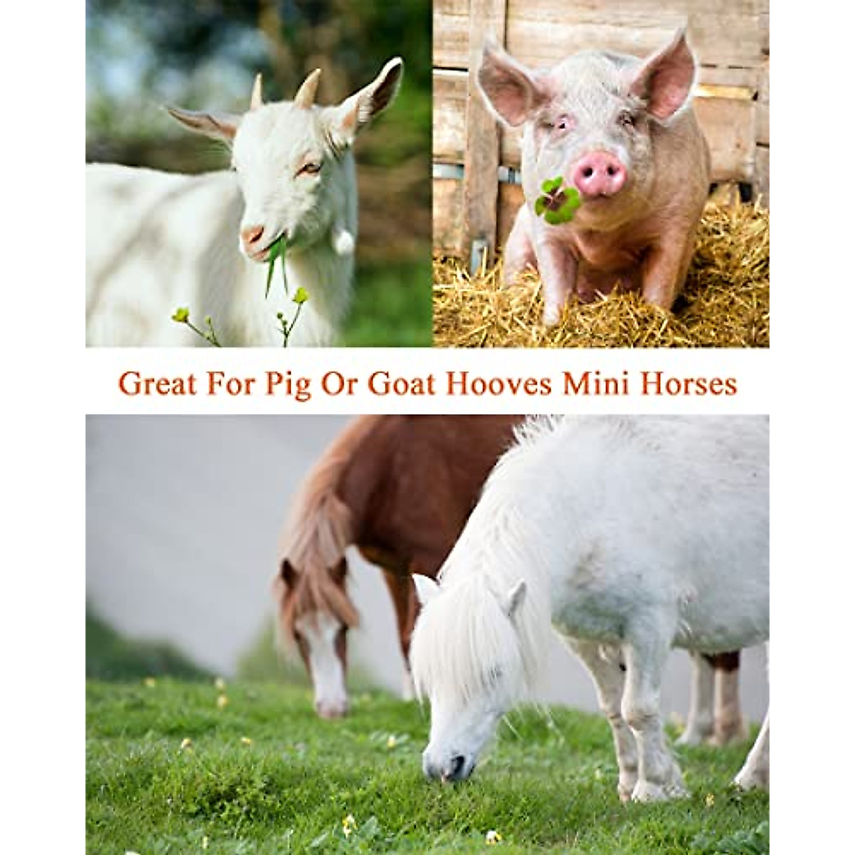 long river 8 inch Farrier Tool Kits （5 Piece） Mini Rasp Hoof File Equine Metal Shears Farriers Hoof Nipper for Goat Pig