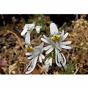 1194B-White Angels Poor Man's Orchid (Schizanthus pinnatus) Seeds by Robsrareandgiantseeds UPC0764425788430 Non-GMO,Organic,USA Grower,Bonsai,Showy, Butterfly Flower,1194-B Package of 15 Seeds