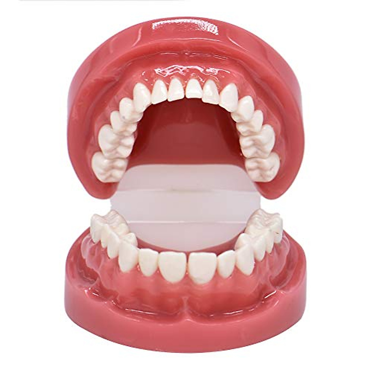 Dental Typodont Standard Teeth Model for Teaching Practice Demonstration Flossing Teeth Model for Study Adult Standard Teaching Model(1 Piece)