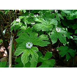 6 Goldenseal Roots Live Herb Plants Planting Ornaments Perennial Garden Simple to Grow Pots Gifts