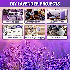 Timoo Dried Lavender Bundles 100% Natural Dried Lavender Flowers for Home Decoration, Photo Props, Home Fragrance, 2 Bundles Pack