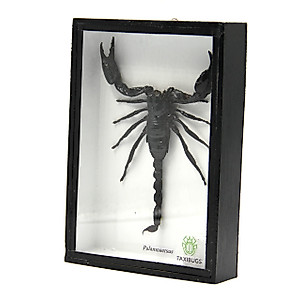 TAXIBUGS Real Exotic Poisonous Scorpion – Preserved Taxidermy Insect Bug Collection Framed in a 3D Wooden Frame as Pictured Taxidermy (Black Wooden Box)