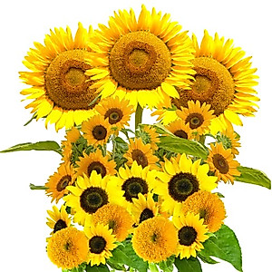 Dwarf and Mammoth Sunflower Seeds for Planting to Plant and Grow Dwarf and Giant Mammoth Sunflower Garden (Helianthus annuus).