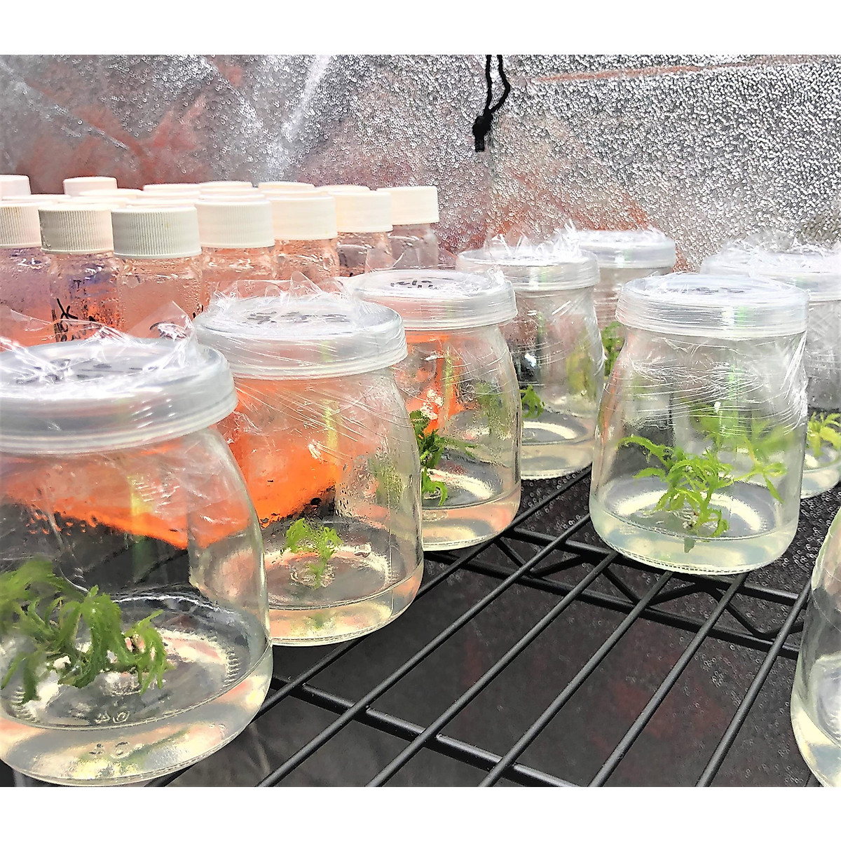 Cannabis Cloning Tissue Culture Media Pre Mixed - Ready to Use