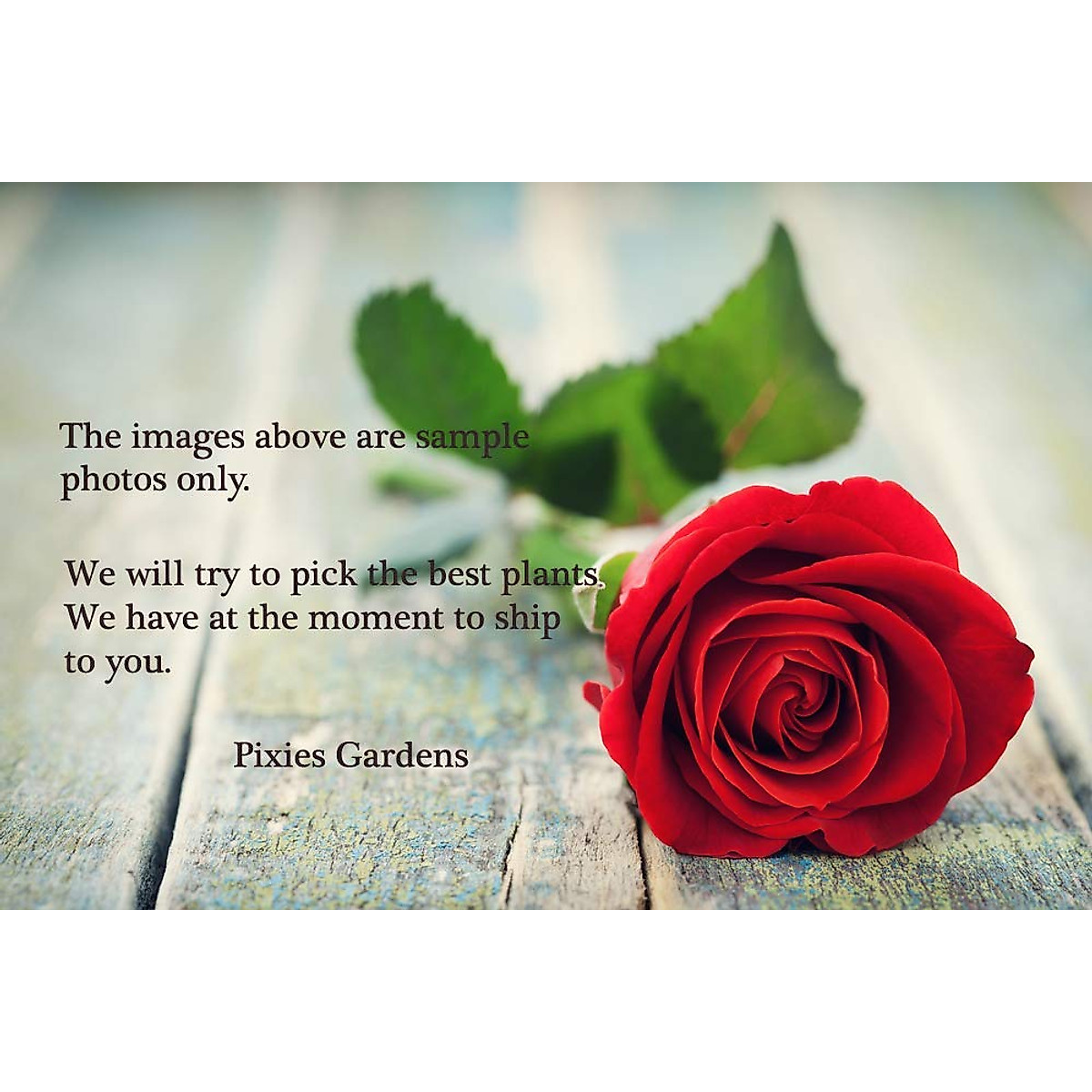 Pixies Gardens (2 Gallon Bare-Root) Chinese Snowball Viburnum Beautiful Softball Size Hydrangea-Like Blooms That Start Out Lime Green and Then Open to Glistening White.