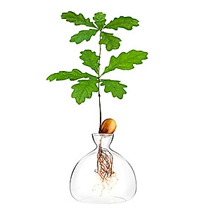 Acorn Sprouting Seed Starter Planter Vase Terrariums Pot Acorn Tree Growing Kit Deco Glass Bulb Propagation Vases Grow Acorn Trees at Home Acorn Tree Growing Kit Unusual Gardening Gifts for Her Him