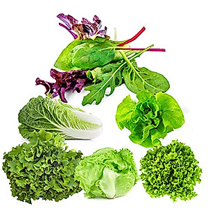 Lettuce Seeds for Planting Home Garden Outdoors - Six Pack Variety Mix of Romaine - Butter - Mesclun Mix - Leaf Salad Bowl - Head Iceberg - Black Seeded Simpson!