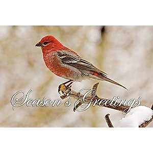 USA Colorado Frisco Male pine grosbeak perched on limb Credit as Fred J Lord Jaynes Gallery DanitaDelimontcom Poster Print (34 x 22)