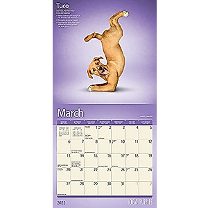 Yoga Puppies OFFICIAL 2022 7 x 7 Inch Monthly Mini Wall Calendar, Animals Humor Puppy Dogs Canine