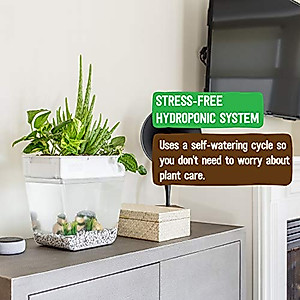 Back to the Roots Indoor Hydroponic Garden - 3 Gallon Self Watering, Mess-Free Planter for Herbs, Microgreens, Bamboo, Succulents, and Houseplants