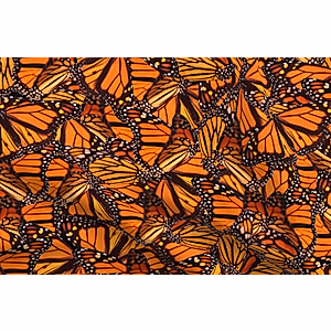 Spoonflower Fabric - Monarch Butterfly Orange Summer Wings Insect Printed on Petal Signature Cotton Fabric by The Yard - Sewing Quilting Apparel Crafts Decor