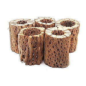 3, 6, 9, 12 Inch All Natural Teddy Bear Cholla Wood Extra Hollow Untreated Organic Aquarium Driftwood Decoration Chew Toy Shrimp Crab Pleco Cichlid Nano Tank Birds 1 or 5 Pieces (1 Piece, 3 inch)