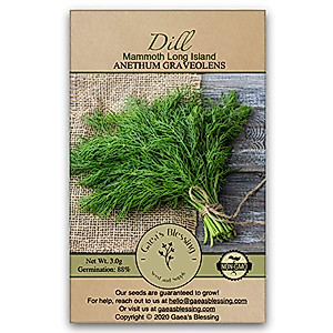 Gaea's Blessing Seeds - Dill Seeds - Mammoth Long Island - Non-GMO Seeds with Easy to Follow Instructions - Heirloom 88% Germination Rate Net Wt. 3.0g