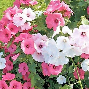 Rose Mallow Dwarf Mix Colored Flower Seeds for Planting, 100+ Seeds Per Packet, (Isla's Garden Seeds), Non GMO & Heirloom Seeds, Botanical Name: Lavatera Trimestris, Great Home Flower Garden Gift