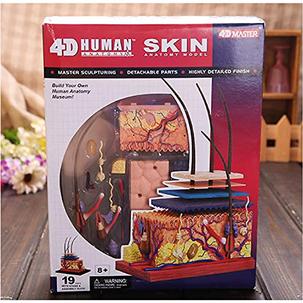 DEAVER Skin Structure Model,19 Detachable Parts Human Skin and Hair Organ Anatomy Model Medical Teaching Model,for Medical Educational Training Aid,Study Display