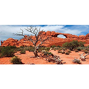 CAROLINA CUSTOM CAGES Reptile Habitat Background, Arch with Tree, 15.75" x 36"