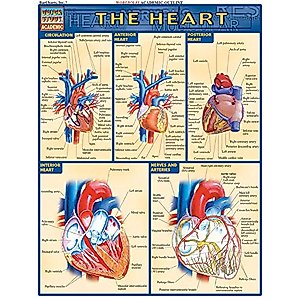 Heart QuickStudy Laminated Reference Guide (QuickStudy Academic)