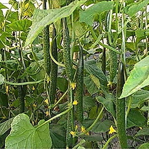 CHUXAY GARDEN China Jade Cucumber Seed 500 Seeds Edible Green Vegetable High Germination Rate Wonderful Choice for Garden