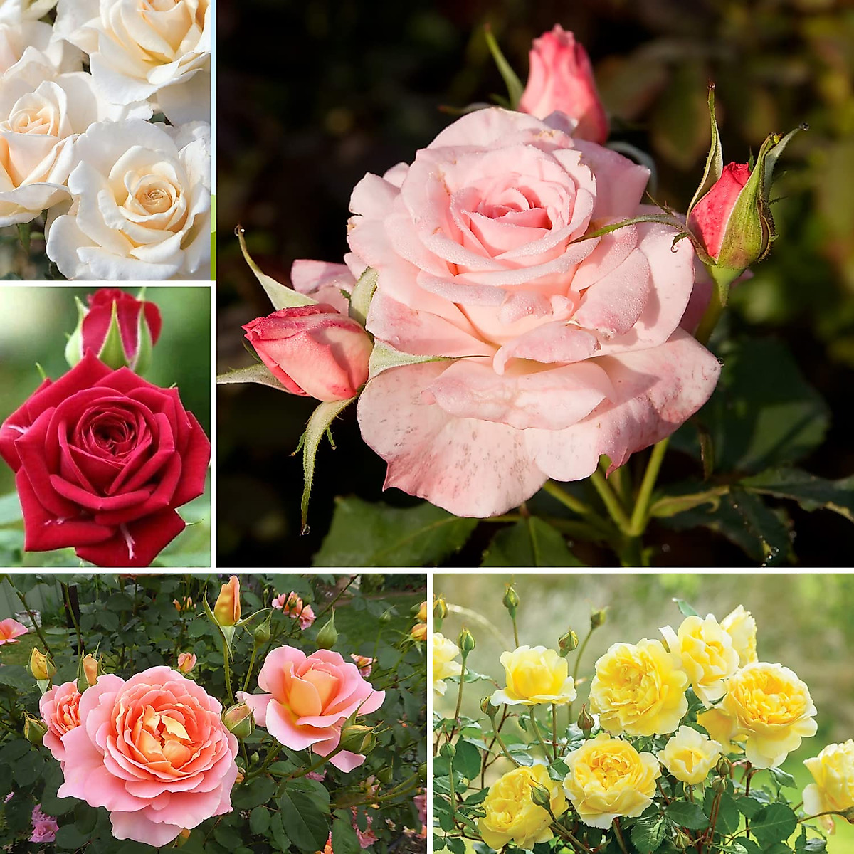 20 Mix Rose Bush Seeds for Planting, Rare Rose Bush Seeds Flowers to Grow, Colorful Flowers