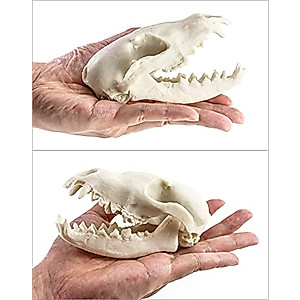 QWORK Fox Skull, Realistic Animal Skull Bones Fox Head Skeleton Natural Teeth Bone Specimen Model for Home Collectible Decoration Halloween Party