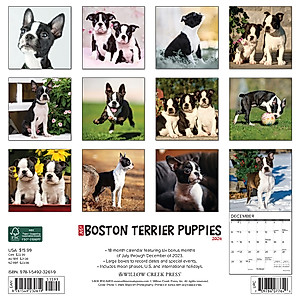 Willow Creek Press Boston Terrier Puppies Monthly 2024 Wall Calendar (12" x 12")