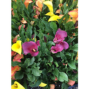 Hybrid Calla Lilies Mixed Value Pack - 5 Bulbs/pkg - Bright Colors Red, Orange, Yellow, Pink