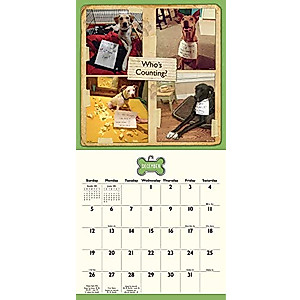 Dog Shaming 2021 Wall Calendar