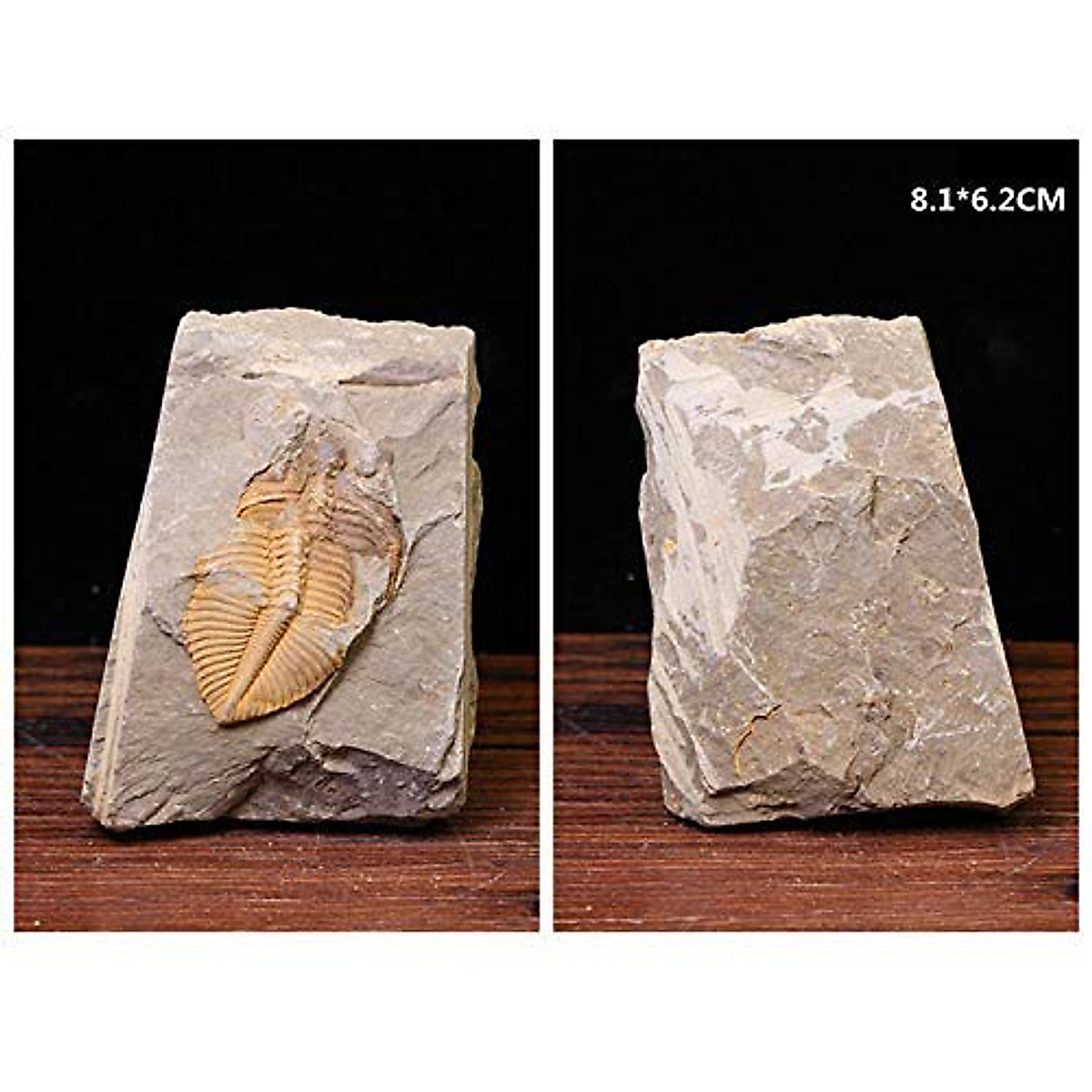 Sunnyhill Real Trilobite Fossil Come from Western Hunan of China 450 Million Years ago