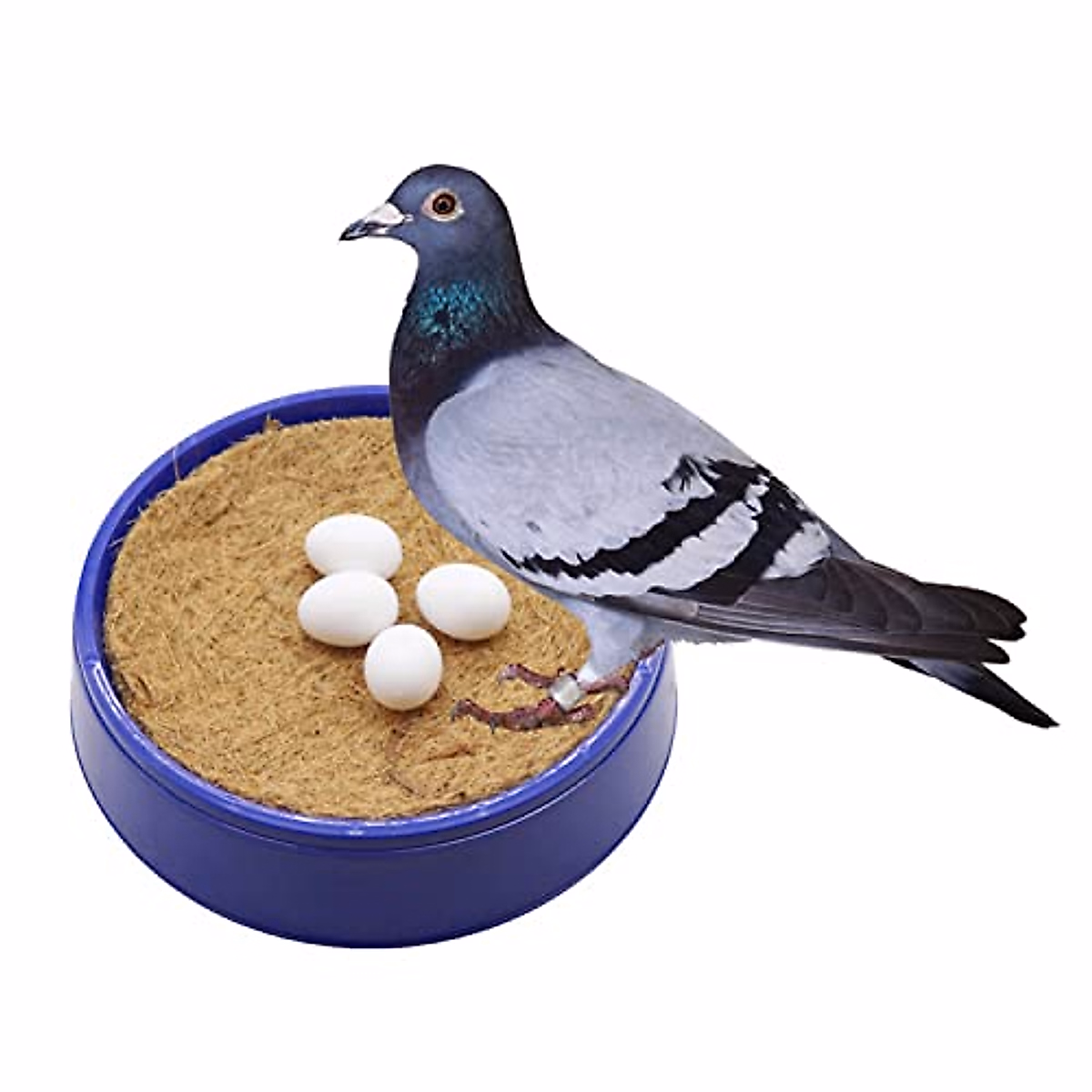 Maxmoral 12pcs Fake Eggs Plastic False Pigeon Eggs for Hatch Breeding Supplies Solid Pigeon Fake Egg Pigeon Hatching Supplies