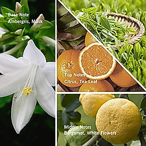 Westin White Tea Candle - Scented Candles for Home - Natural Soy Candles - Natural Soy Candles - Aromatherapy Candle - Odor Eliminating Fragranced Candle - Up to 40 Hour Burn time - 7 oz