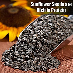 Old Potters Wildlife Black Oil Sunflower Seeds, 10 lbs for Birds and Wildlife, USA Grown Non-GMO, 10 Pounds