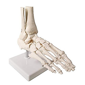 Evotech Scientific Human Foot and Ankle Model, Life Size Medical Anatomy Foot Skeleton Model W/Tibia Fibula, Right, Fully Articulated, Human Skeleton Model for Medical Study & Science Classroom
