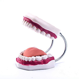 Easyinsmile Mouth Model for Speech Therapy 6 Times Enlarge Dental Tooth Brushing Model with Tube Bent Teeth Care