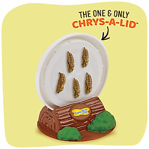 Insect Lore - Butterfly Growing Kit - With Voucher to Redeem Caterpillars Later