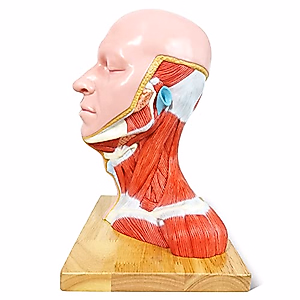 Merinden Human Half Head Superficial Model with Musculature, Life Size Anatomical Head Model Skull and Brain for Medical Teaching Learning, Kids Learning Education Display Tool