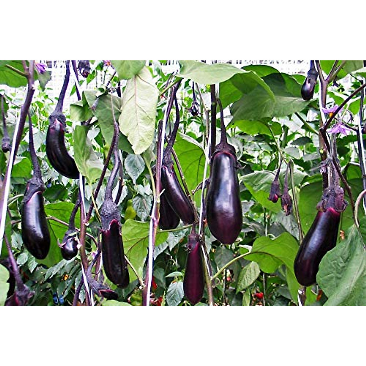 RAISE ME UP: Seeds Black Eggplant Long Pop Non GMO Heirloom