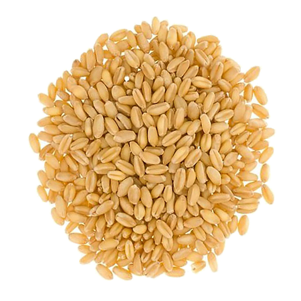 Hard White Wheat Berries | 3-4 LB Kraft Bags (12 LBS total) | Desiccant Free | Sproutable | Non-GMO Project Verified | Kosher