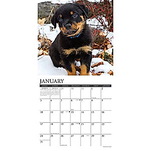 Just Rottweiler Puppies 2021 Wall Calendar (Dog Breed Calendar)