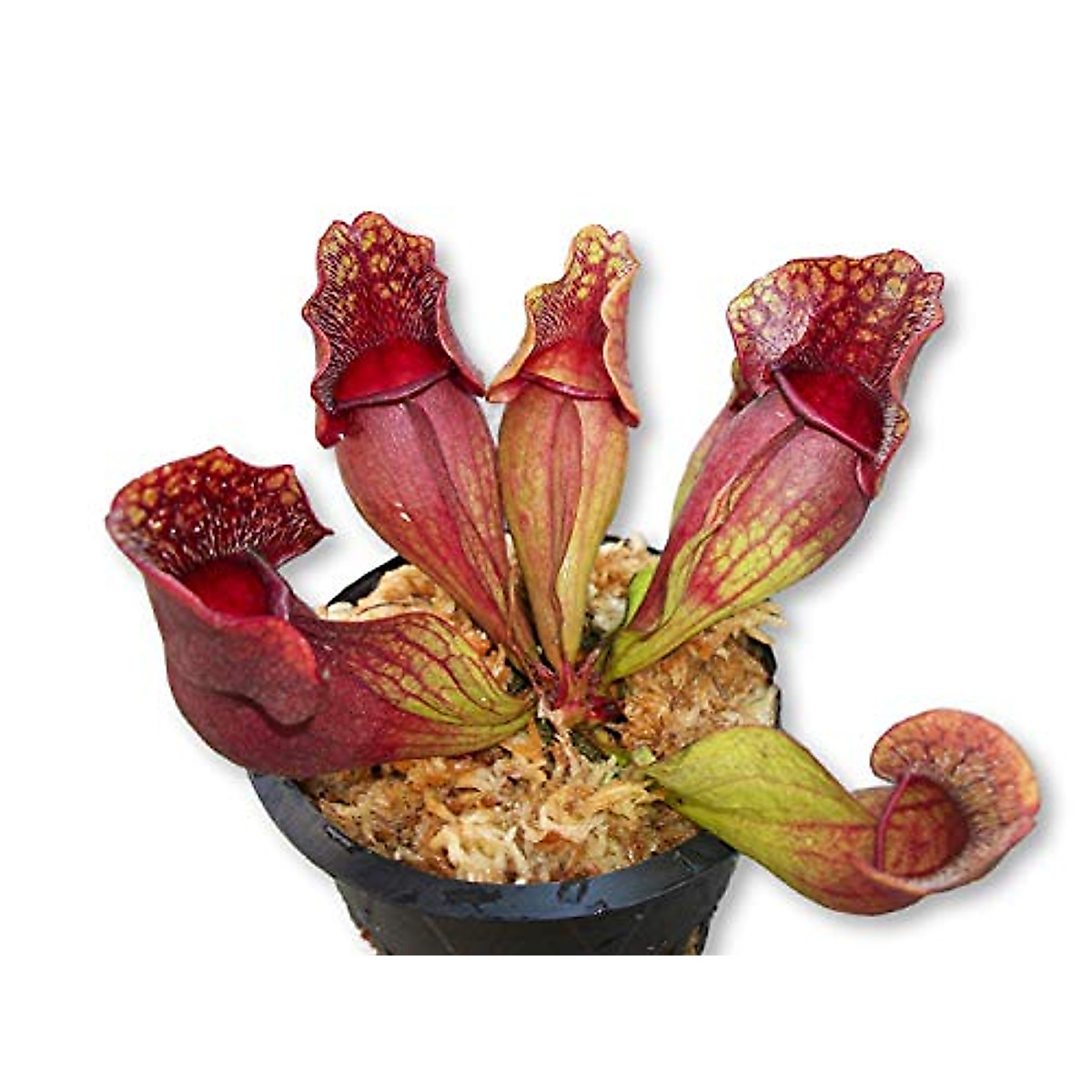Carnivorous Purple Pitcher Plant (Sarracenia Purpurea Venosa) 3.75 inch pot