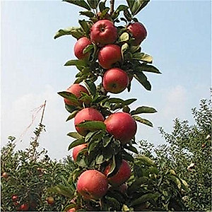 Dwarf Bonsai Apple Tree Seeds 30 Seeds Grow Exotic Indoor Fruit Tree Rare Seeds