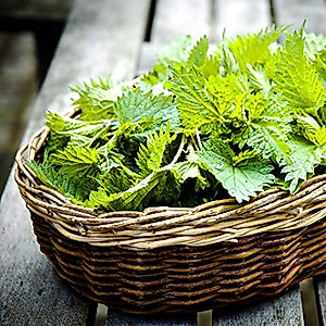 Gaea's Blessing Seeds - Lemon Balm Seeds - Non-GMO Seeds with Easy to Follow Planting Instructions - 92% Germination Rate Melissa Officinalis