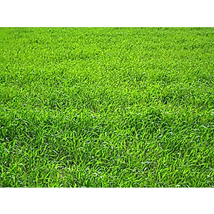 ProTurf Perennial Ryegrass Fine Lawn Seed by Eretz (8oz) - CHOOSE SIZE! Premium Willamette Valley, Oregon Grown Grass Seed